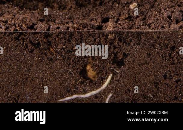 Grows the beanstalk Stock Videos & Footage - HD and 4K Video Clips - Alamy