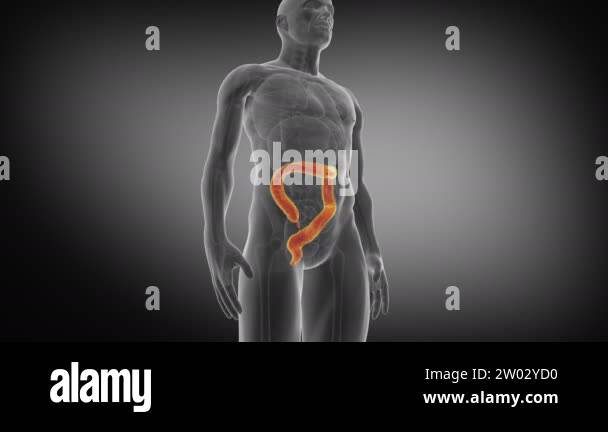 Human Intestine. Medically accurate animation of the large intestine ...