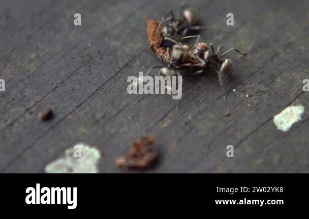 Macro slow motion group of ant Polyrhachis latona attacking and eating ...