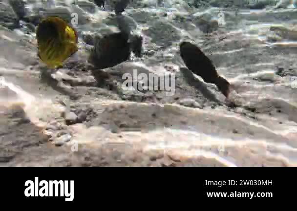The fauna of the Red Sea. Beautiful silver fish swims along the ...