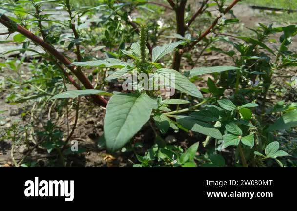 Thorny Amaranthus (Amaranthus spinosus, spiny amaranth, spiny pigweed ...