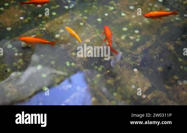 Aquarium fish money coins Stock Videos & Footage - HD and 4K Video ...