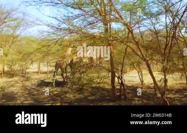South african animals in senegal Stock Videos & Footage - HD and 4K ...