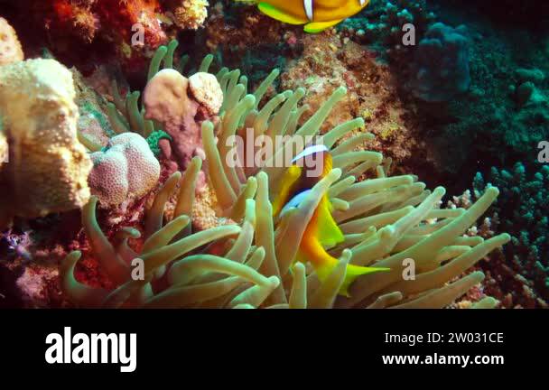 Fish of the Red Sea. Red Sea Anemonefish (Amphiprion bicinctus). A ...