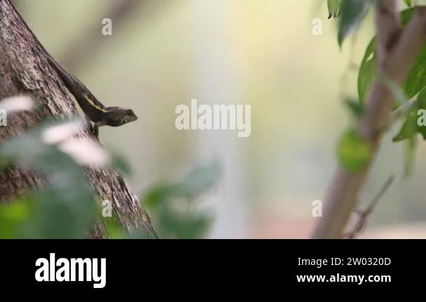 Endemic species in taiwan Stock Videos & Footage - HD and 4K Video ...