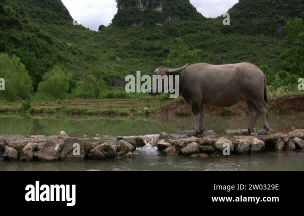 Bull horn formation Stock Videos & Footage - HD and 4K Video Clips - Alamy