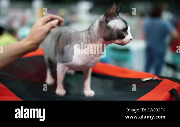 Sphinx elf cat Stock Videos & Footage - HD and 4K Video Clips - Alamy
