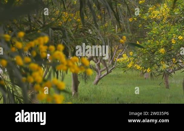 Golden wattle australia Stock Videos & Footage - HD and 4K Video Clips ...