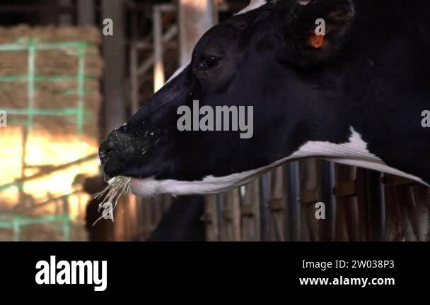 Slow Motion of cow in the barn of a dairy farm. Holstein cow feeding ...
