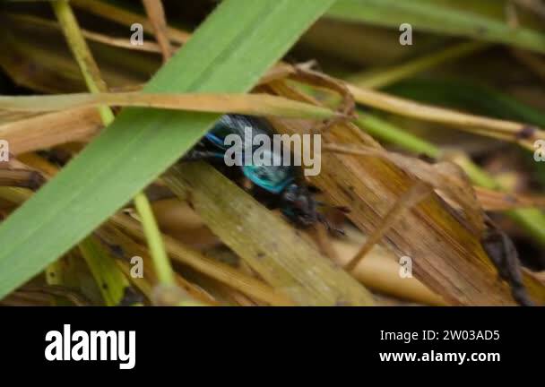 Blue scarab beetle Stock Videos & Footage - HD and 4K Video Clips - Alamy