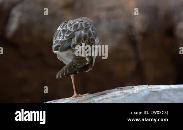 Ruff, reeve stands on one paw with his back to the camera, then begins ...