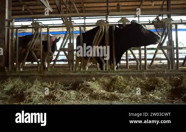 4K, Cow in the barn of a dairy farm. Holstein cows feeding. Agriculture ...