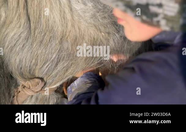 Tibetan woman milking her long haired yak cattle. Act of removing milk ...