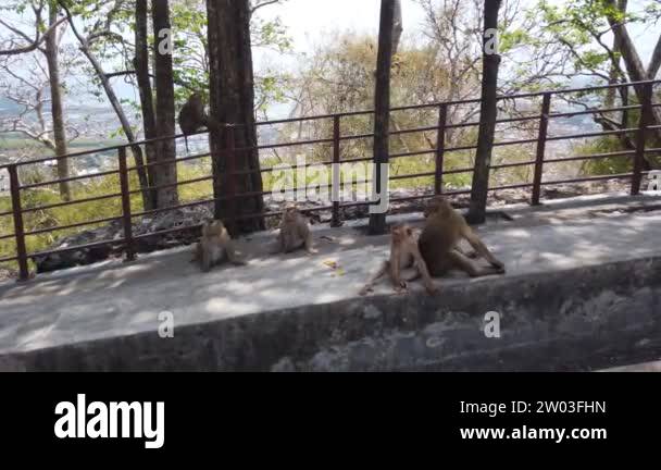 Mountain of monkeys in Phuket, family of monkeys lives on mountain in ...