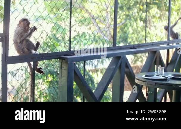 monkeys sit on behind cage wire-net guy tourist gives food against ...