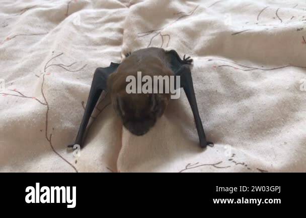 Fruit bat china Stock Videos & Footage - HD and 4K Video Clips - Alamy
