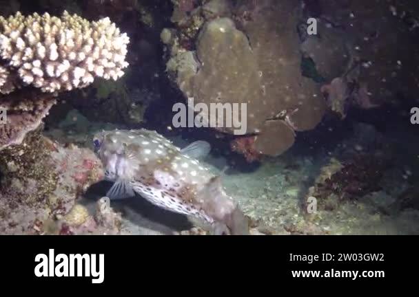 Yellowspotted burrfish (Cyclichthys spilostylus), fish swims at night ...