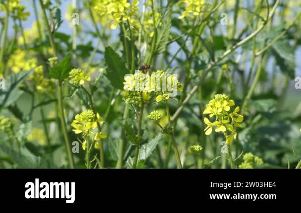 Flying bee extracting pollen from the flowers slow motion. Insect bee ...