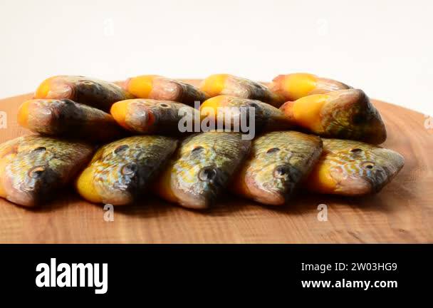 Flier fish. Centrarchus macropterus. Lepomis gibbosus. Shooting in the ...