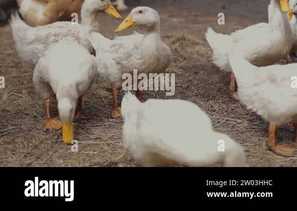 White ducks walk Stock Videos & Footage - HD and 4K Video Clips - Alamy