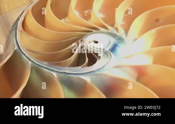 nautilus shell Fibonacci sequence symmetry cross section spiral ...