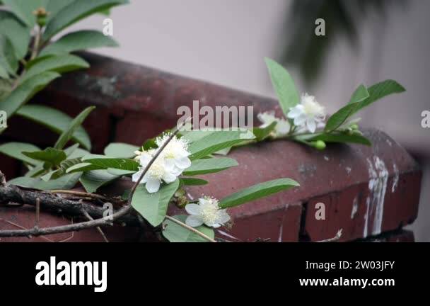 Rose pollination Stock Videos & Footage - HD and 4K Video Clips - Alamy