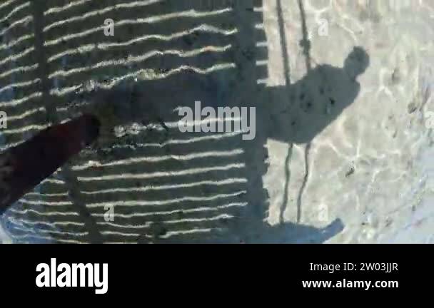 Beautiful small fish stingray floats in shallow water, under the ...