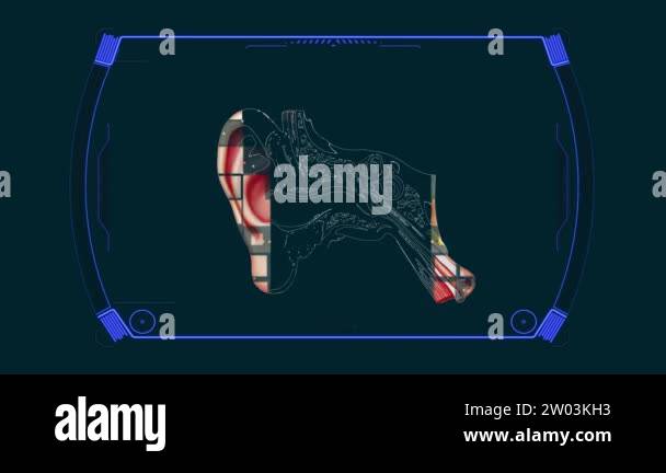 Anatomy Diagram Ear Structure Stock Video Footage - Alamy