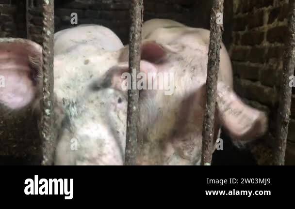 Two pigs in the pigsty. White dirty piglets behind the bars.The concept ...