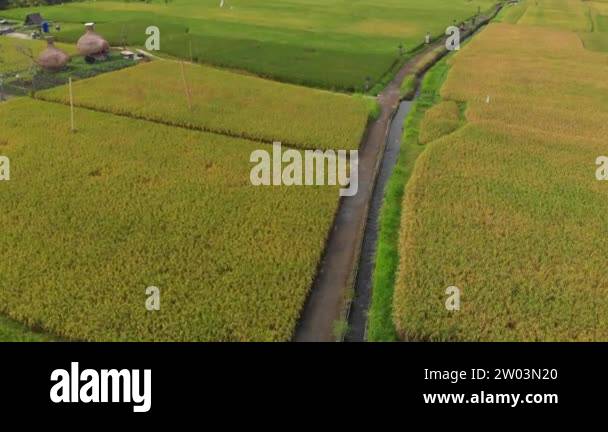 Drone is moving over a path in the middle of a big rice field then it ...