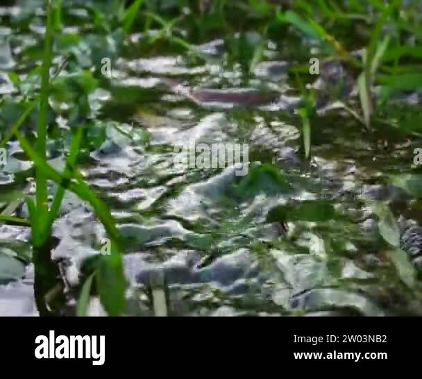 Streams with spring water. Spring water from an underground river. The ...