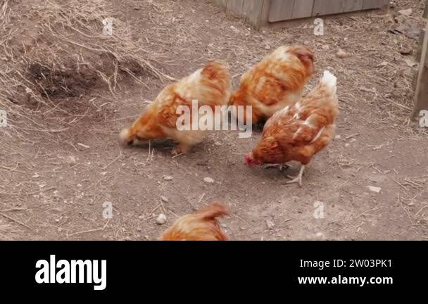 Brown chickens pecking feed in free range on barnyard at poultry farm ...