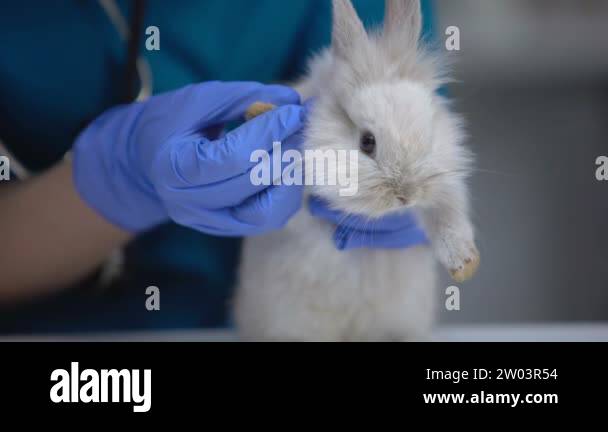 Vet examining bunny foot for injury, searching ulcers, pododermatitis ...