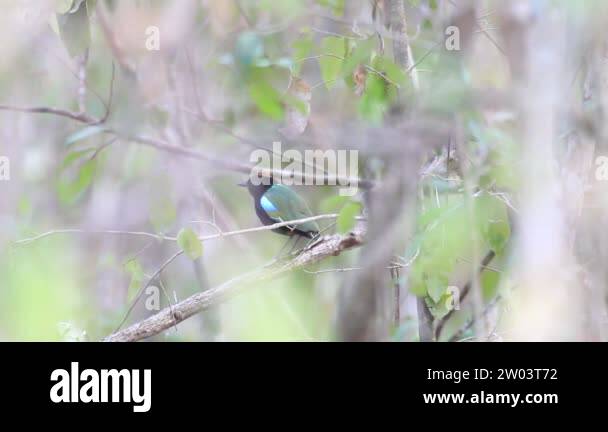 Rainbow Pitta (Pitta iris) in Australia Stock Video Footage - Alamy