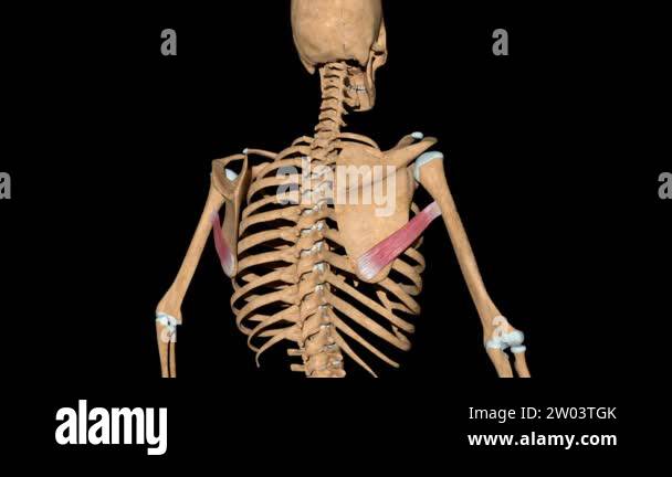 Teres muscles anatomy isolated Stock Videos & Footage - HD and 4K Video ...