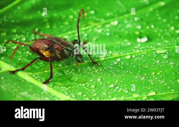 Giant root borer beetle Stock Videos & Footage - HD and 4K Video Clips ...