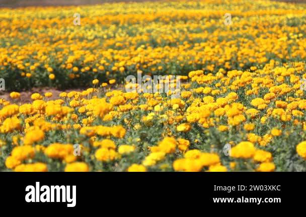 Marigold field Stock Videos & Footage - HD and 4K Video Clips - Alamy