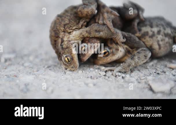 Frogs mating. Frog on a road mating, brown background. frogs on each ...