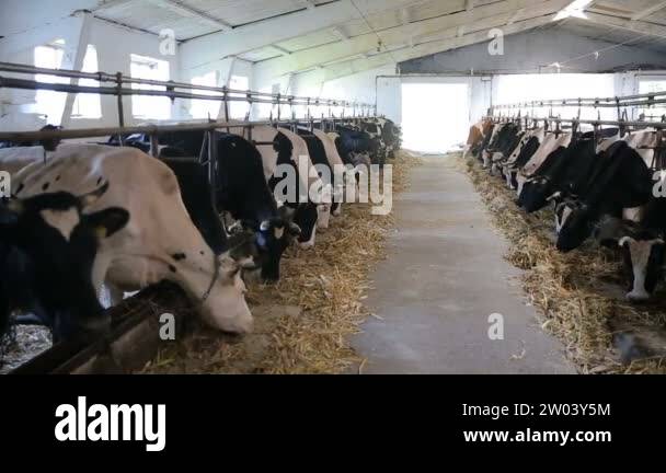 Modern farm barn with milking cows eating hay. Cows feeding on dairy ...