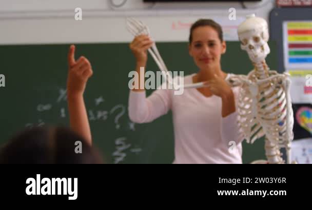 Front view of Caucasian female teacher explaining human skeleton model ...