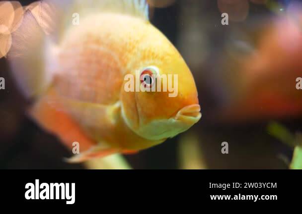 Macro close up for the face of wonderful goldfish in the aquarium ...