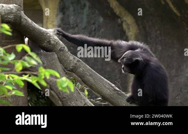 Captive trees Stock Videos & Footage - HD and 4K Video Clips - Alamy