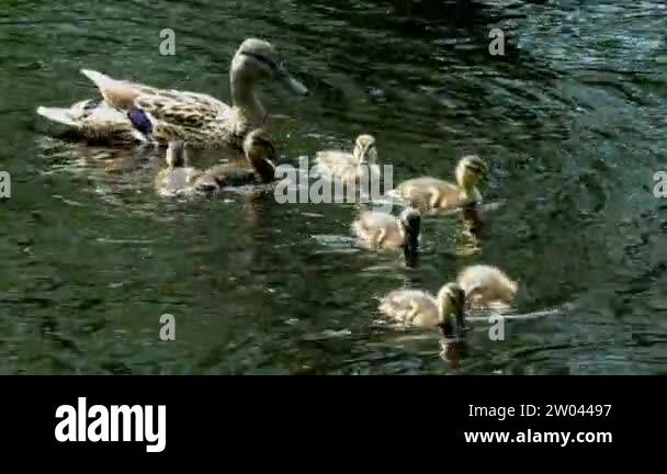 Mother duck with a brood of small ducklings swimming through the water ...