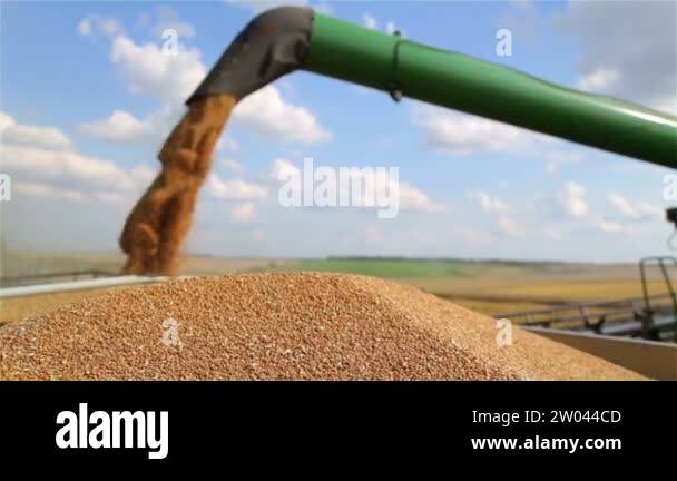 Combine harvester unloads grain in the box. Unloading wheat seeds from ...