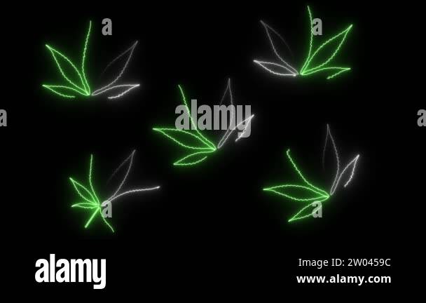 Animated green leaves of cannabis, ganja, marijuana appearing on a ...