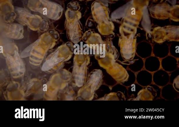 Slow Motion of a bunch bees swarming on honeycomb in apiary. View of ...