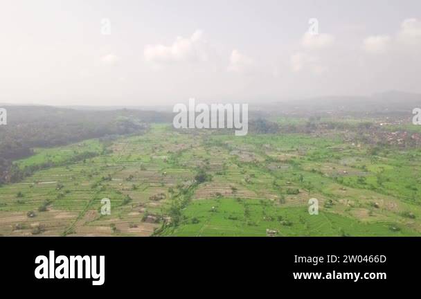 Green rice terrace aerial view. Drone view green rice plantation on ...