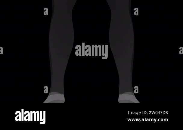Model of the human body from head to toe, computer generated. 3d ...
