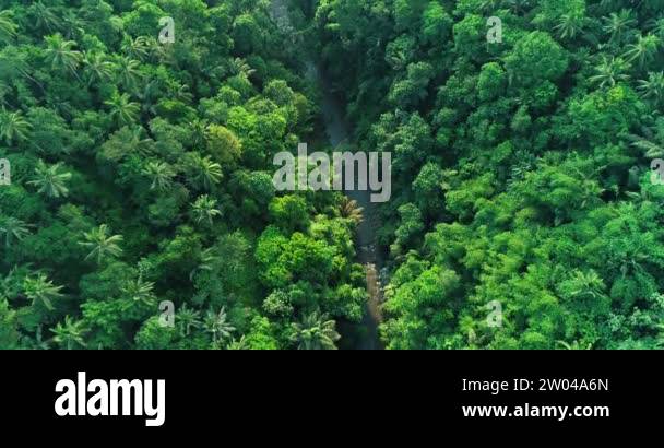 Amazon rainforest bird view Stock Videos & Footage - HD and 4K Video ...
