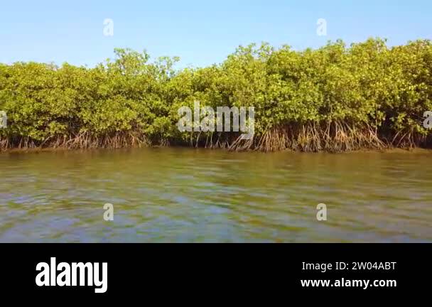 Mangroves in delta tropical Stock Videos & Footage - HD and 4K Video ...